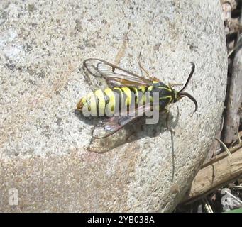 American Hornet Moth (Sesia tibiale) Insecta Stock Photo - Alamy