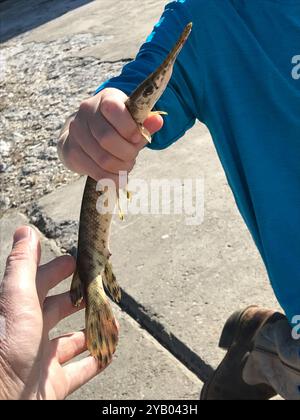 Spotted Gar (Lepisosteus oculatus) Actinopterygii Stock Photo - Alamy