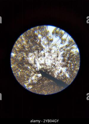 (Comatricha nigra) Protozoa Stock Photo - Alamy