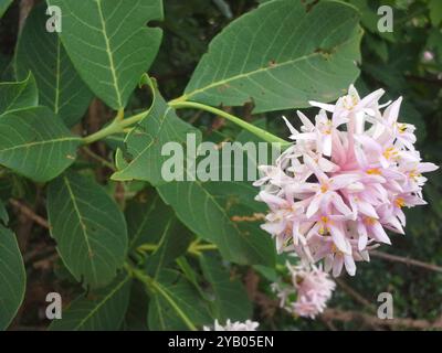 Pompom Tree (Dais cotinifolia), Plantae, George Municipality, South ...
