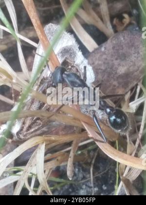 Inch Ant (Myrmecia pyriformis), Insecta, 62 Railway Parade, Wentworth ...