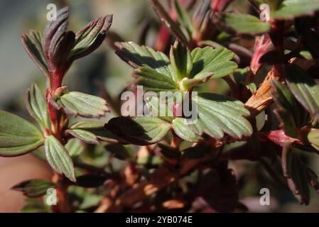 Resurrection Plant (Myrothamnus flabellifolius) Plantae Stock Photo - Alamy
