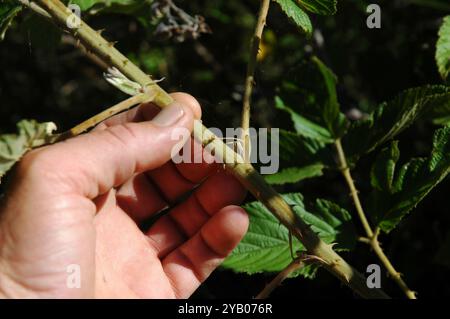 Common Bramble (Rubus apetalus) Plantae Stock Photo - Alamy