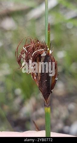 Feather Sedge (Ptilothrix deusta) Plantae Stock Photo - Alamy