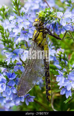 A macro shot of a yellow dragonfly Stock Photo - Alamy