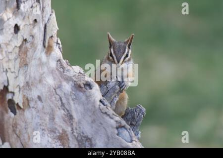 Cliff Chipmunk (Neotamias dorsalis) Mammalia Stock Photo - Alamy