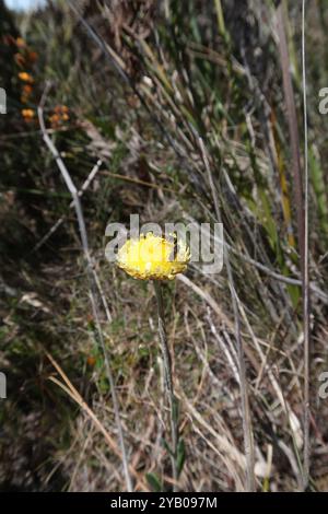 button everlasting (Coronidium scorpioides) Plantae Stock Photo - Alamy