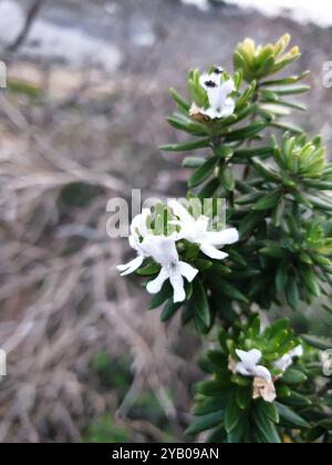 Coastal Rosemary (Westringia fruticosa), Plantae, Sydney NSW, Australia ...