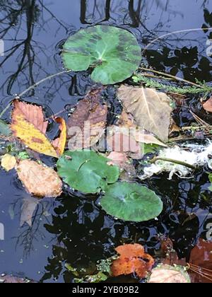 water fringe (Nymphoides peltata) Plantae Stock Photo - Alamy