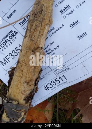 (Xylodon ovisporus) Fungi Stock Photo - Alamy