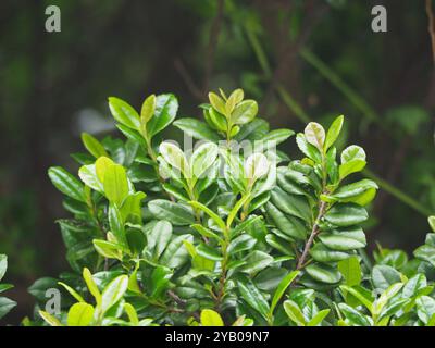 (Eurya), Plantae, 台灣宜蘭縣 Stock Photo - Alamy