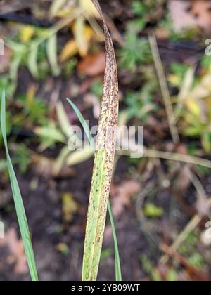 Lemongrass Rust (Puccinia nakanishikii) Fungi Stock Photo - Alamy