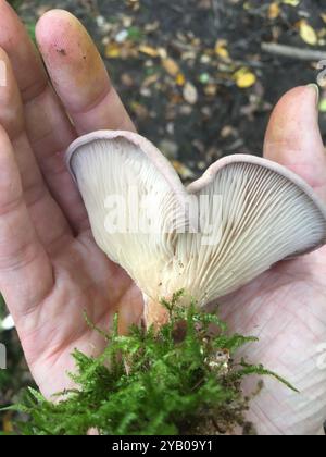 Lilac oysterling (Panus conchatus) Fungi Stock Photo - Alamy