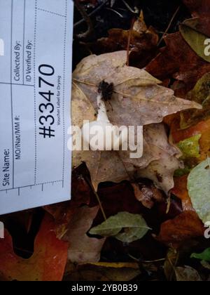 (Cuphophyllus borealis) Fungi Stock Photo - Alamy