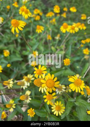 Oppositeleaf Spotflower (Acmella repens) Plantae Stock Photo - Alamy
