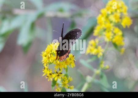 Red-bordered Satyr (Gyrocheilus patrobas) Insecta Stock Photo - Alamy