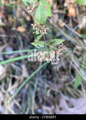 common dittany (Cunila origanoides) Plantae Stock Photo - Alamy