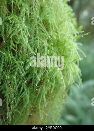 Cat's Tail Moss (Pseudisothecium stoloniferum) Plantae Stock Photo - Alamy