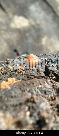 Tawny Glass-snail (Euconulus fulvus) Mollusca Stock Photo - Alamy
