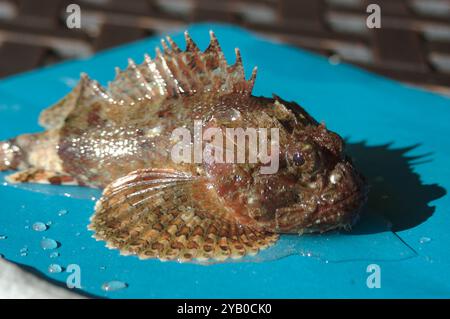 California Scorpionfish (Scorpaena guttata) Actinopterygii Stock Photo ...