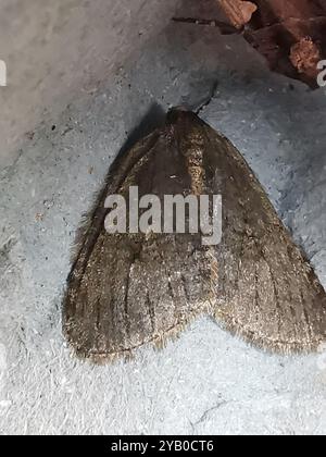 November Moth (Epirrita dilutata) Insecta Stock Photo - Alamy