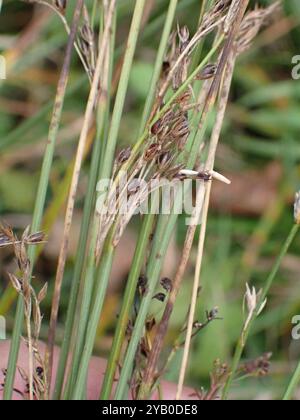Hard Rush (Juncus inflexus) Plantae Stock Photo - Alamy