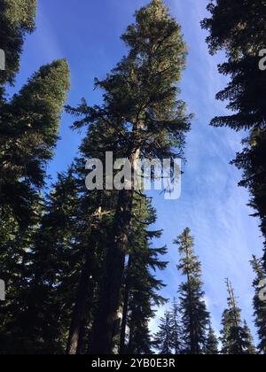 conifers (Pinales) Plantae Stock Photo - Alamy