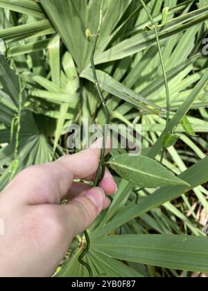 white twinevine (Funastrum clausum) Plantae Stock Photo - Alamy