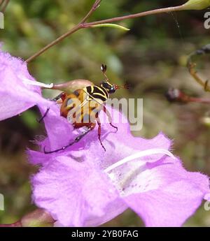 Delta Flower Scarab (Trigonopeltastes delta) Insecta Stock Photo - Alamy