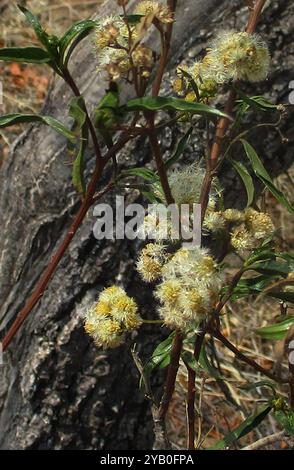 Sticky Psiadia (Psiadia punctulata) Plantae Stock Photo - Alamy