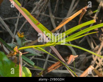 river bulrush (Bolboschoenus fluviatilis) Plantae Stock Photo - Alamy