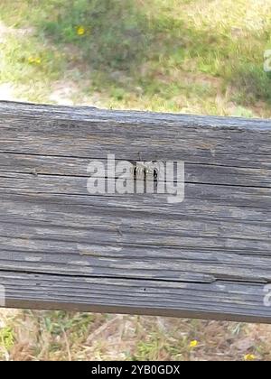 Southern Yellowjacket (Vespula squamosa) Insecta Stock Photo - Alamy
