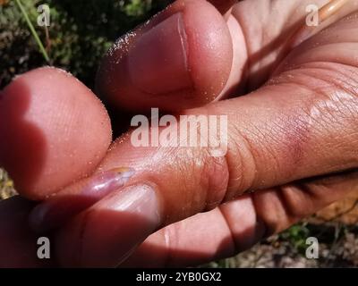Cuvier's Blind Legless Skink (Typhlosaurus caecus) Reptilia Stock Photo ...