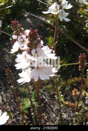purple eyebright (Euphrasia collina), Plantae, Tasmania, AU Stock Photo ...