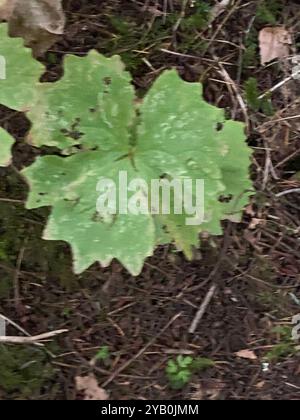 vanilla leaf (Achlys triphylla) Plantae Stock Photo - Alamy