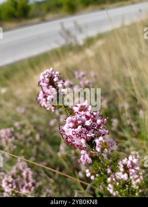 Autumn Heather (Erica manipuliflora) Plantae Stock Photo - Alamy