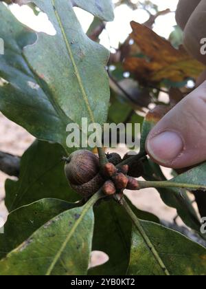 post oak (Quercus stellata) Plantae Stock Photo - Alamy