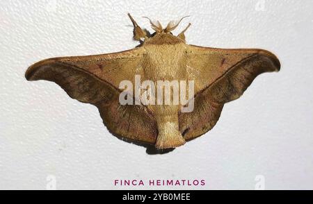 (Alheita anoca) Insecta Stock Photo - Alamy