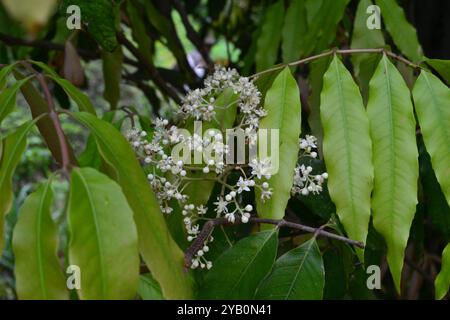 Ferny leaf Bosistoa (Bosistoa pentacocca) Plantae Stock Photo - Alamy