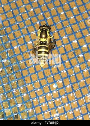 Forked Globetail (Sphaerophoria sulphuripes) Insecta Stock Photo - Alamy