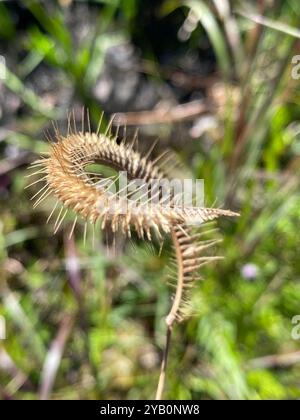 Toothache grass (Ctenium aromaticum) Plantae Stock Photo - Alamy