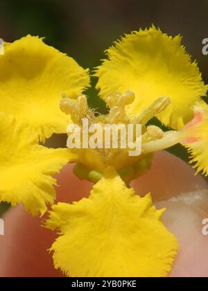 (Diplopterys pubipetala) Plantae Stock Photo - Alamy