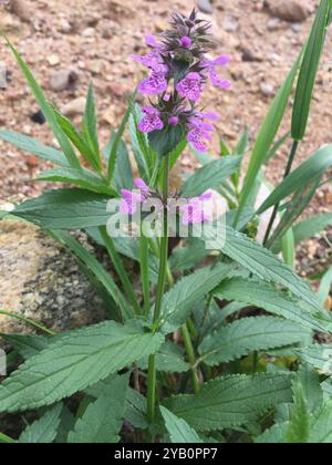 Marsh Woundwort (Stachys palustris) Plantae Stock Photo - Alamy