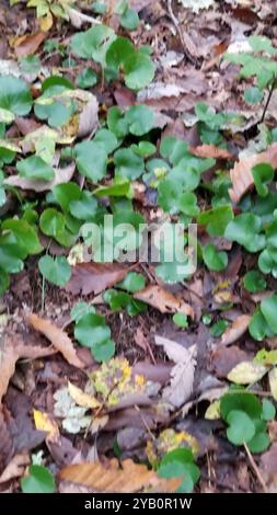 galax (Galax urceolata) Plantae Stock Photo - Alamy