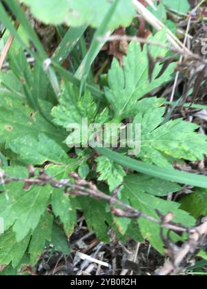 common mugwort (Artemisia vulgaris) Plantae Stock Photo - Alamy