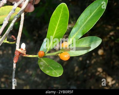 (Maytenus chapadensis) Plantae Stock Photo - Alamy