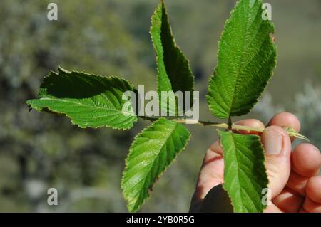 Common Bramble (Rubus apetalus) Plantae Stock Photo - Alamy