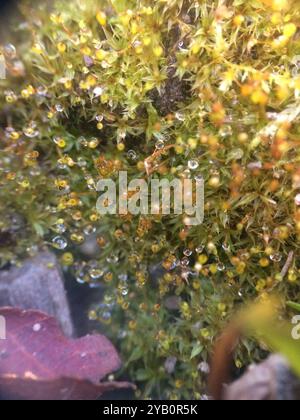 Common Pottia (Tortula truncata Stock Photo - Alamy