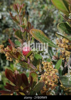 Glossy Currantrhus (Searsia lucida), Plantae, Robinson Pass, Garden ...