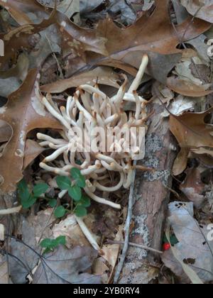 Smoky Spindles (Clavaria fumosa) Fungi Stock Photo - Alamy